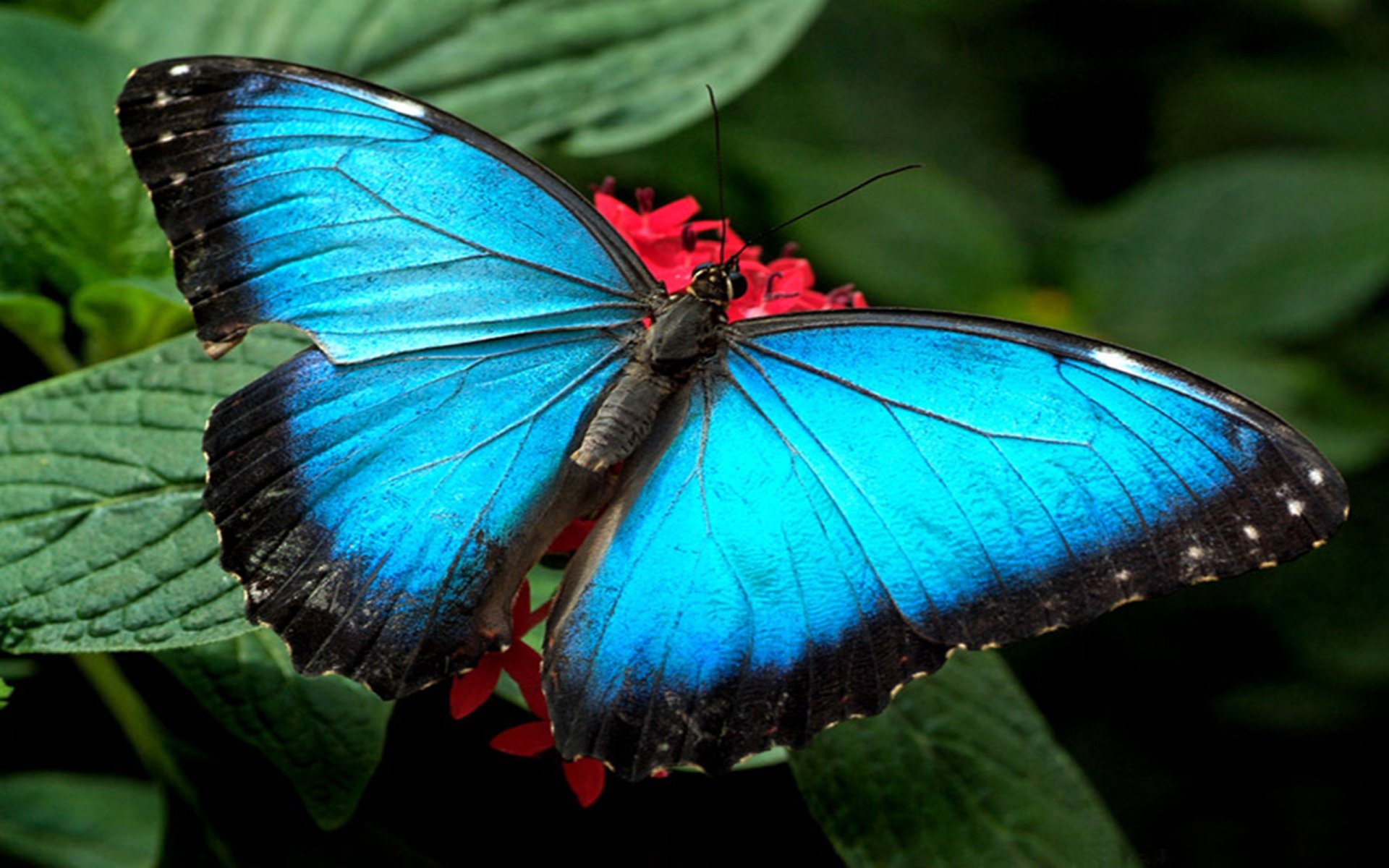 Fondos De Pantalla De Mariposas Unsplassh