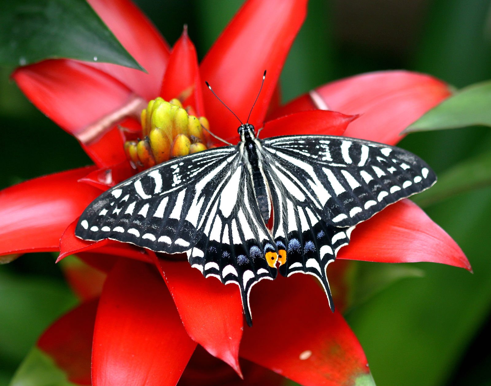 Fondos De Pantalla De Mariposas Unsplassh