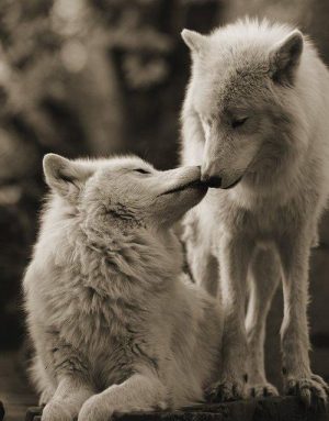 Fotos preciosas de lobos salvajes